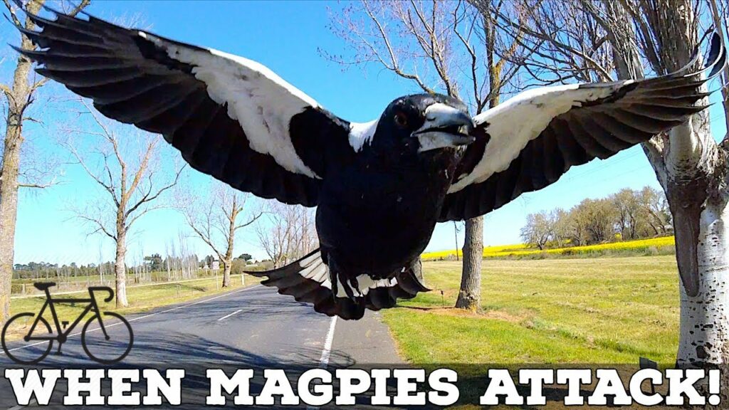 When Magpies Attack! // Six Tips to Avoid Swooping Magpies - FOGOLF ...