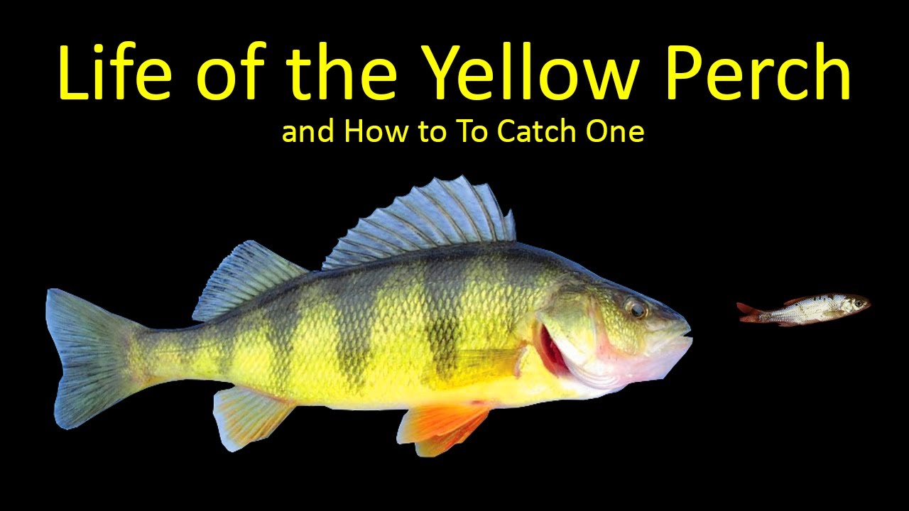 Life of the Yellow Perch and How to Fish for Perch - FOGOLF - FOLLOW GOLF