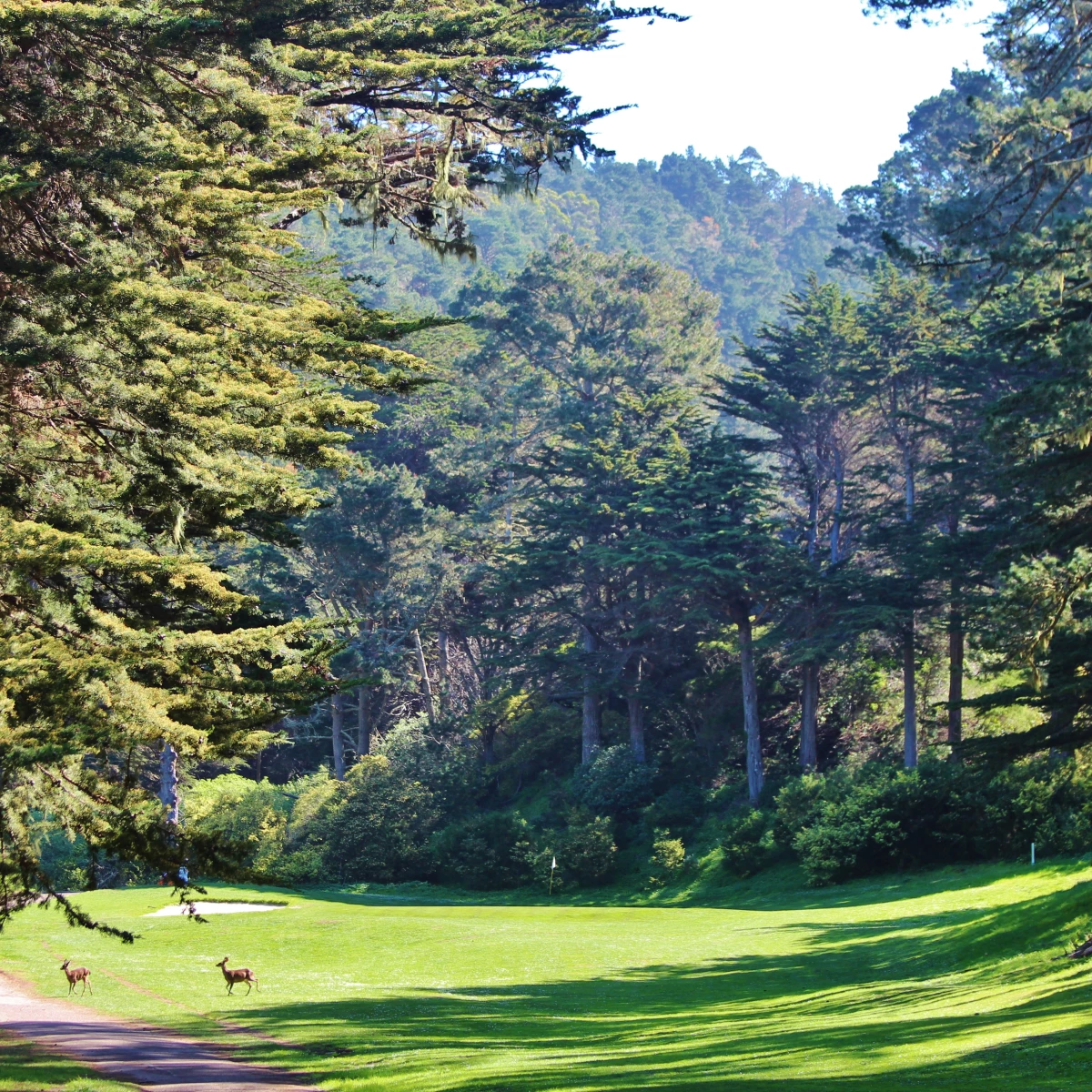 The fates and fortunes of 10 of America's most important municipal golf ...
