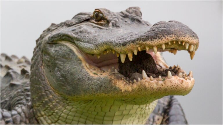 Massive Alligator Caught On Video In South Carolina: WATCH - FOGOLF ...